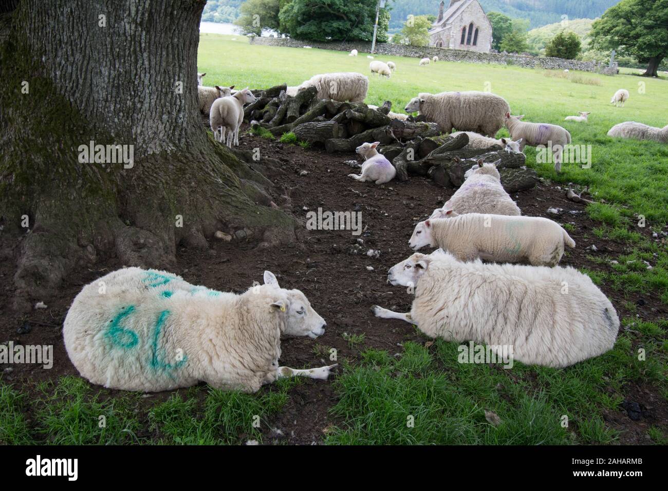 St Bega Church in the Lake District Stock Photo - Alamy