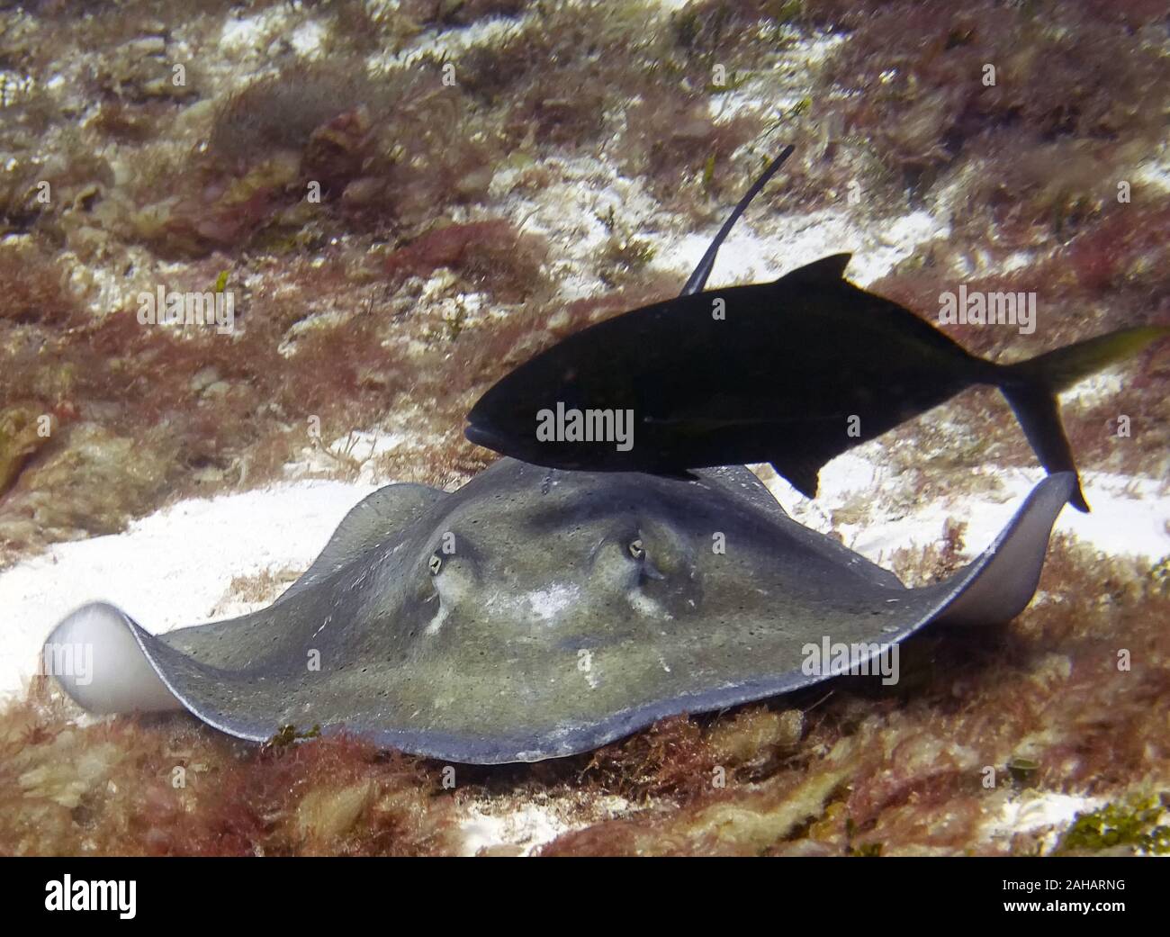 A Southern Stingray (Hypanus americanus) searching for food Stock Photo ...