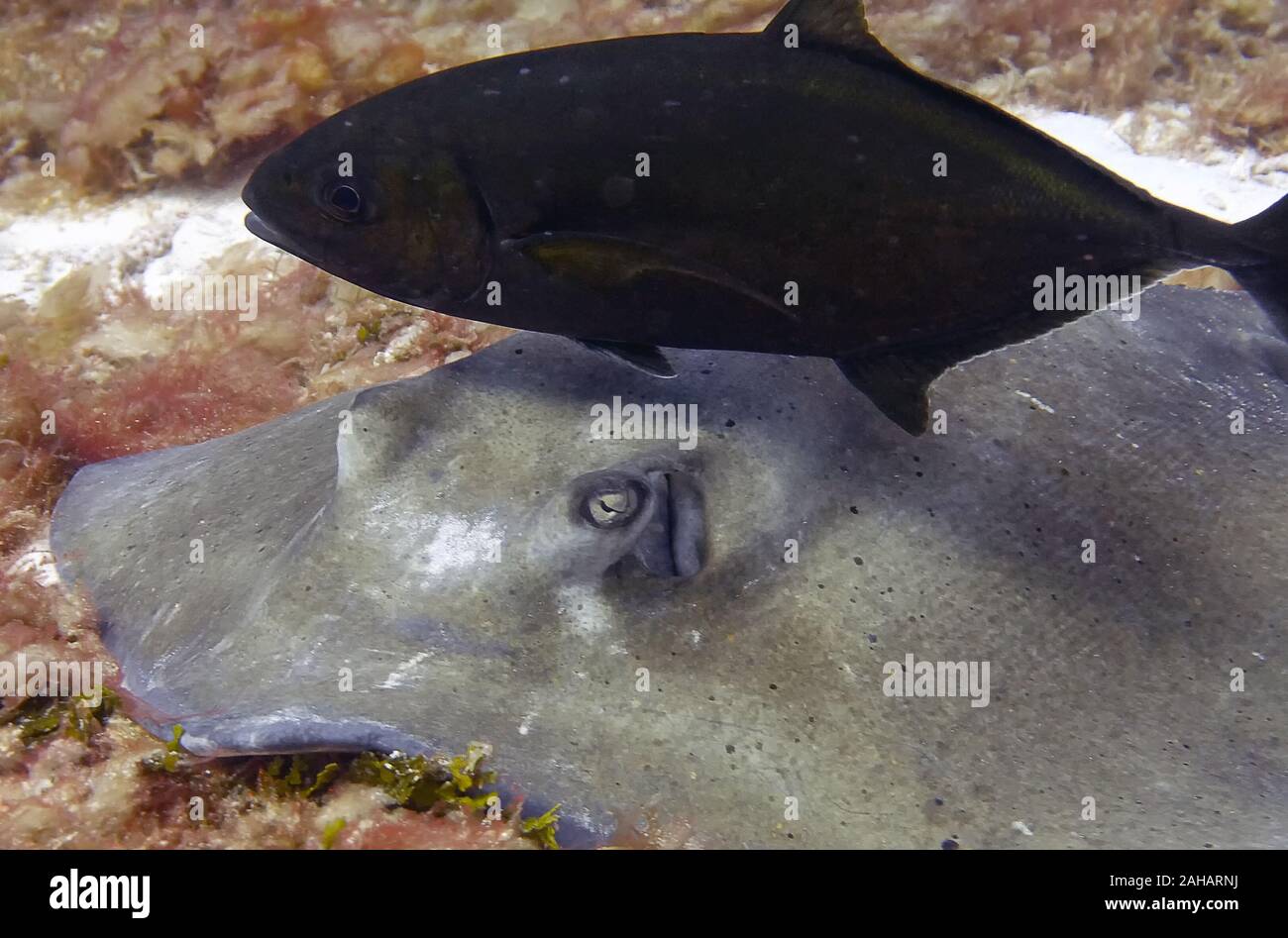 Hypanus hi-res stock photography and images - Alamy