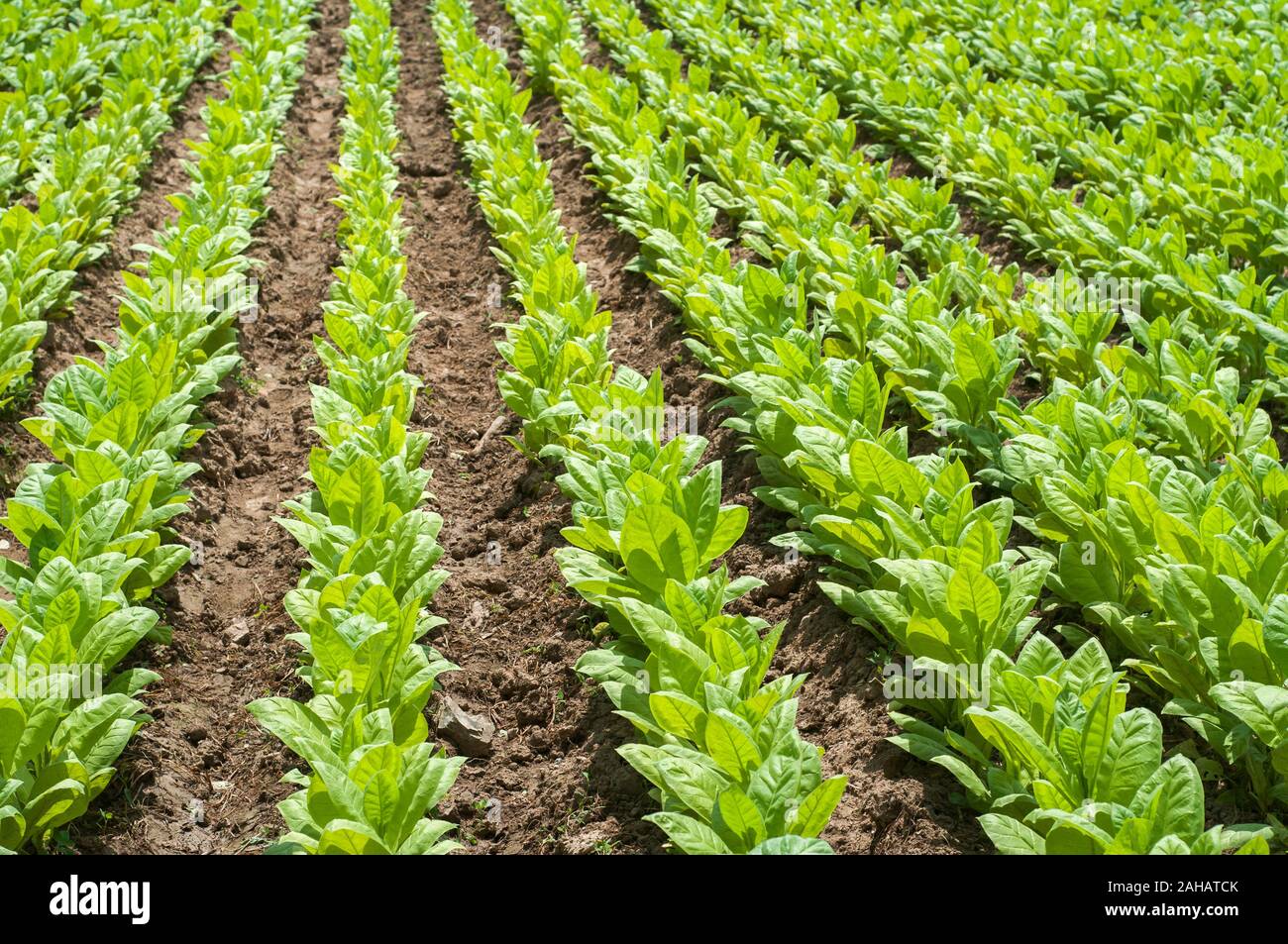 Tobacco Plant Field