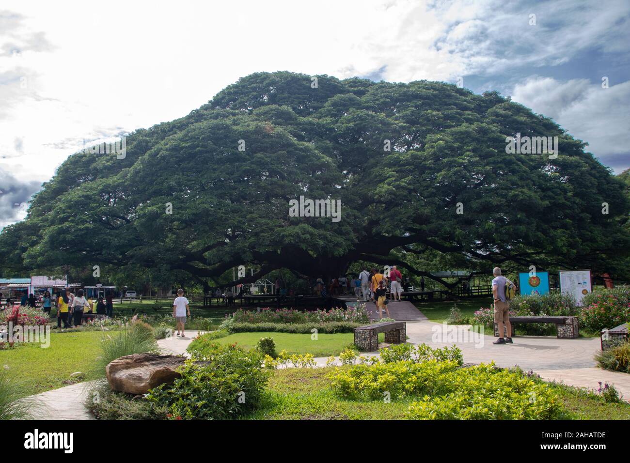 At Kanchanaburi - Thailand - On August 2019 - The giant tree Stock ...