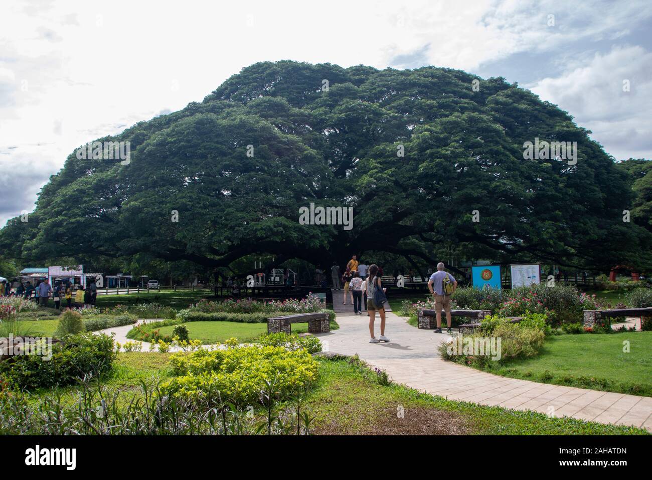 At Kanchanaburi - Thailand - On August 2019 - The giant tree Stock ...