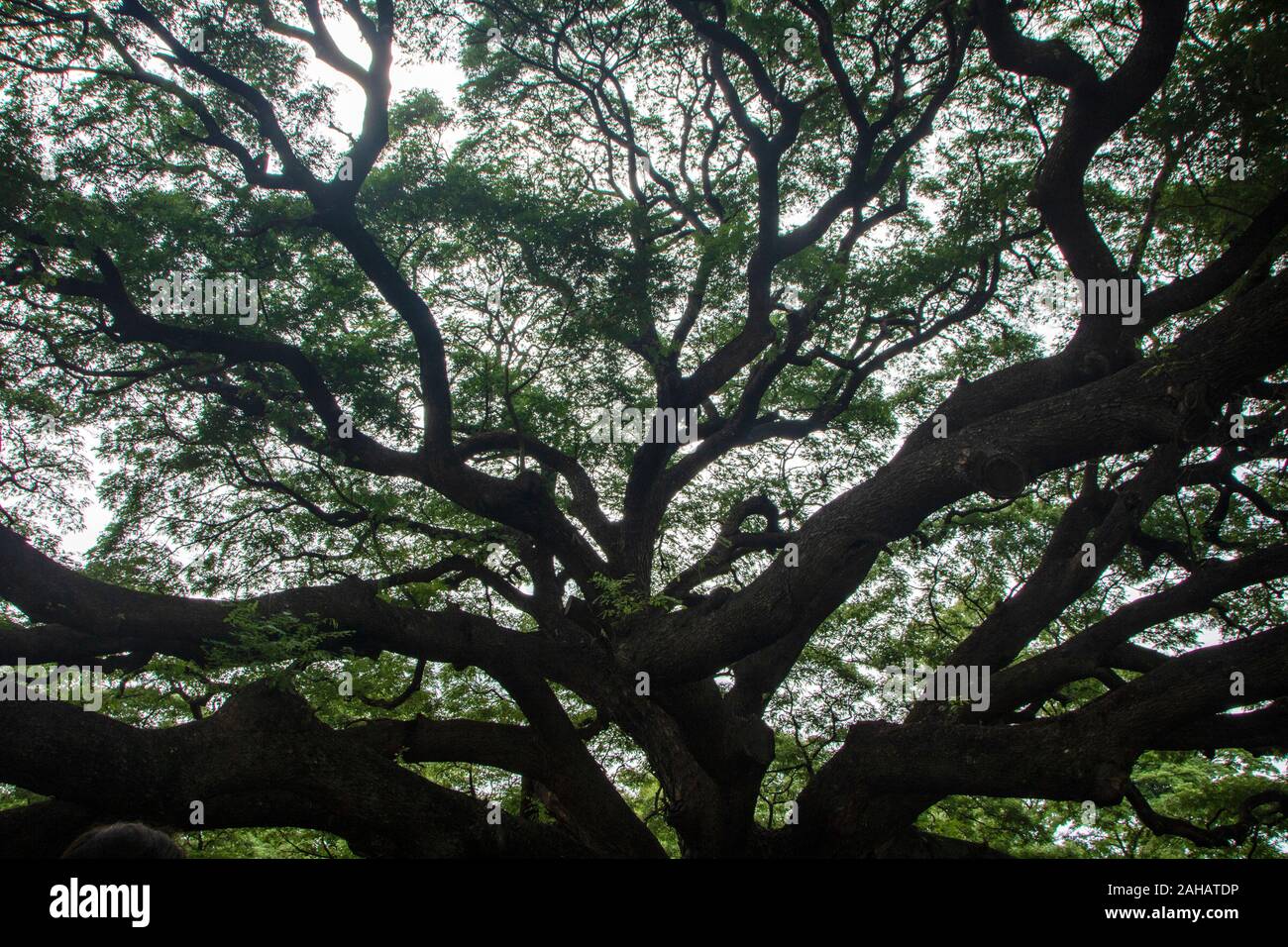 At Kanchanaburi - Thailand - On August 2019 - The giant tree Stock ...