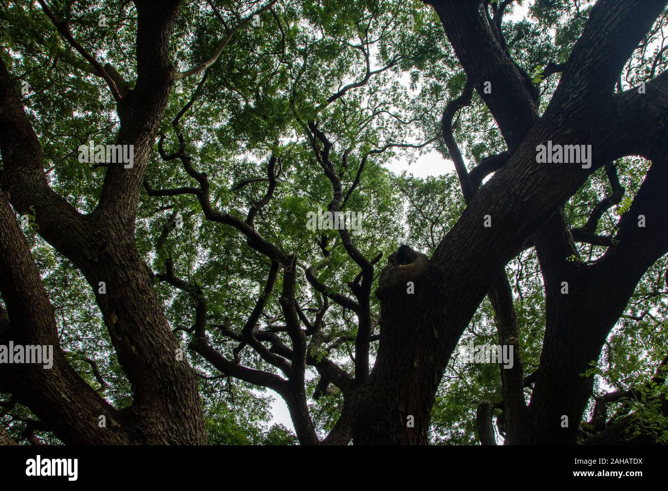 At Kanchanaburi - Thailand - On August 2019 - The giant tree Stock ...