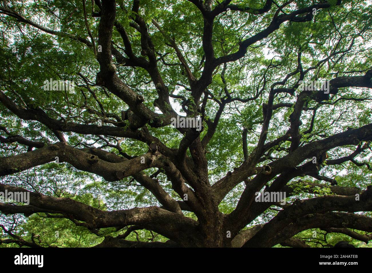 At Kanchanaburi - Thailand - On August 2019 - The giant tree Stock ...