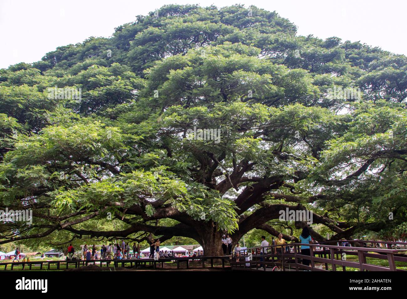 Giant Tree Kanchanaburi High Resolution Stock Photography and Images ...