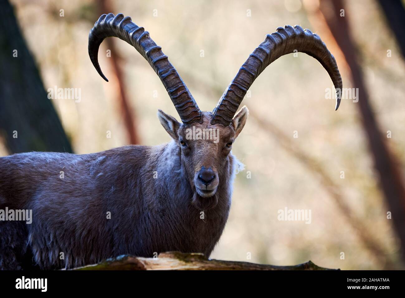 Alpine Ibex Male in the forest (Capra ibex Stock Photo - Alamy