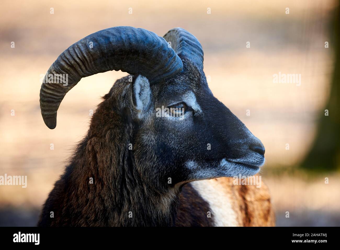 Mouflon Head Closeup (Ovis Orientalis Stock Photo - Alamy
