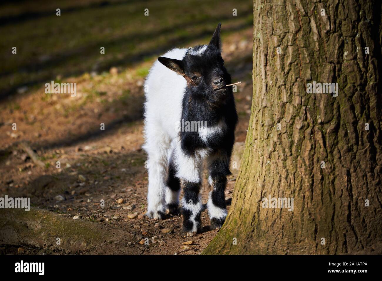 Beautiful Goat Kid (Capra aegagrus hircus Stock Photo - Alamy