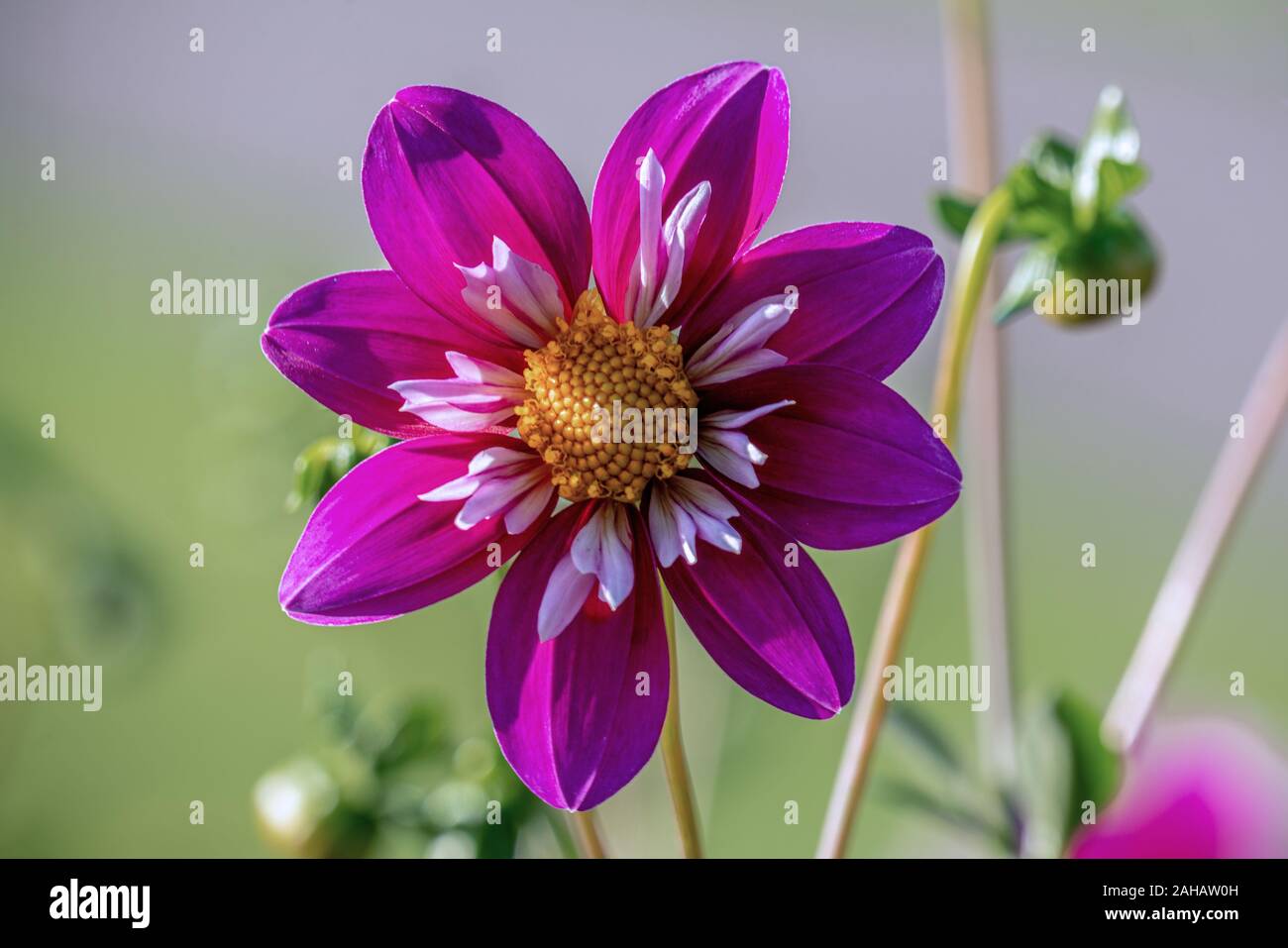 Beautiful little pink purple flowers hi-res stock photography and ...