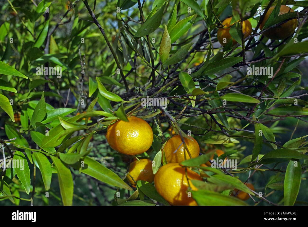 Mandarin tree in Sardinian countryside Stock Photo - Alamy