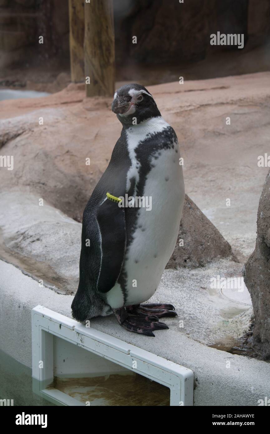 penguin posing out of the water Stock Photo - Alamy