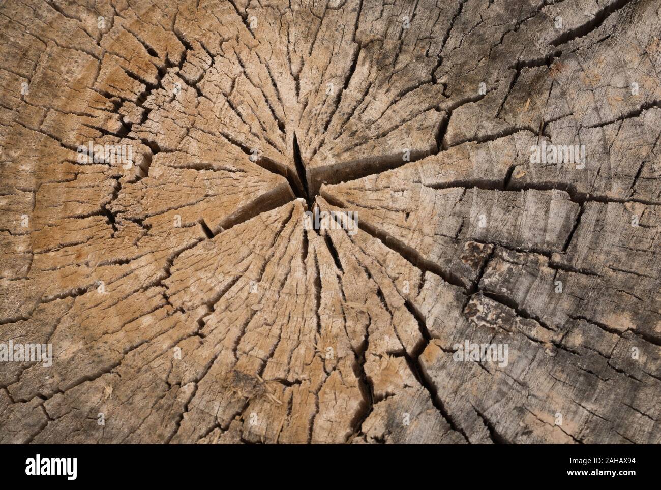 Wood lice log hi-res stock photography and images - Alamy