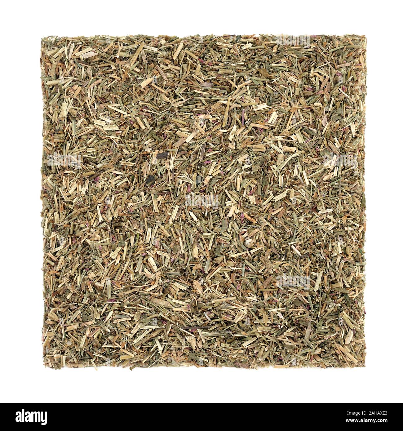 Centaury herb leaf used in herbal medicine to treat snake bites, fever ...