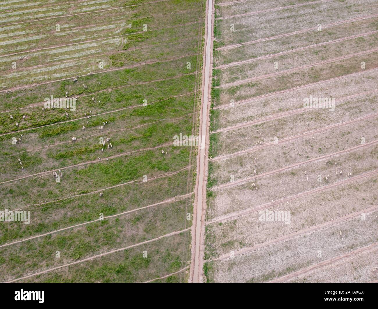 Aerial view herd sheep hi-res stock photography and images - Alamy