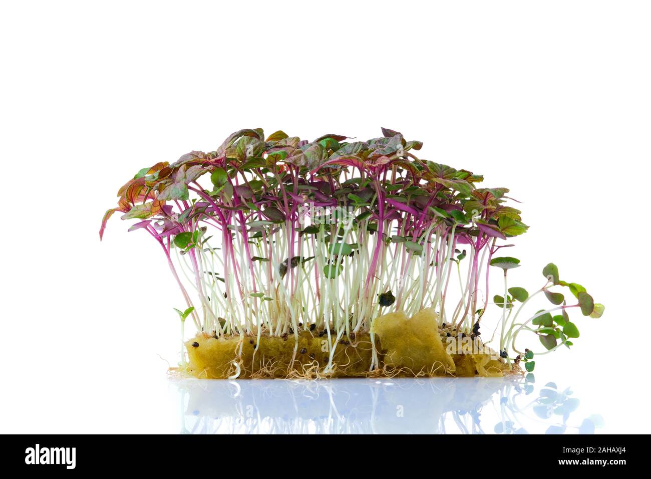 Fresh microgreens. Sprouts of shiso isolated on white Stock Photo - Alamy