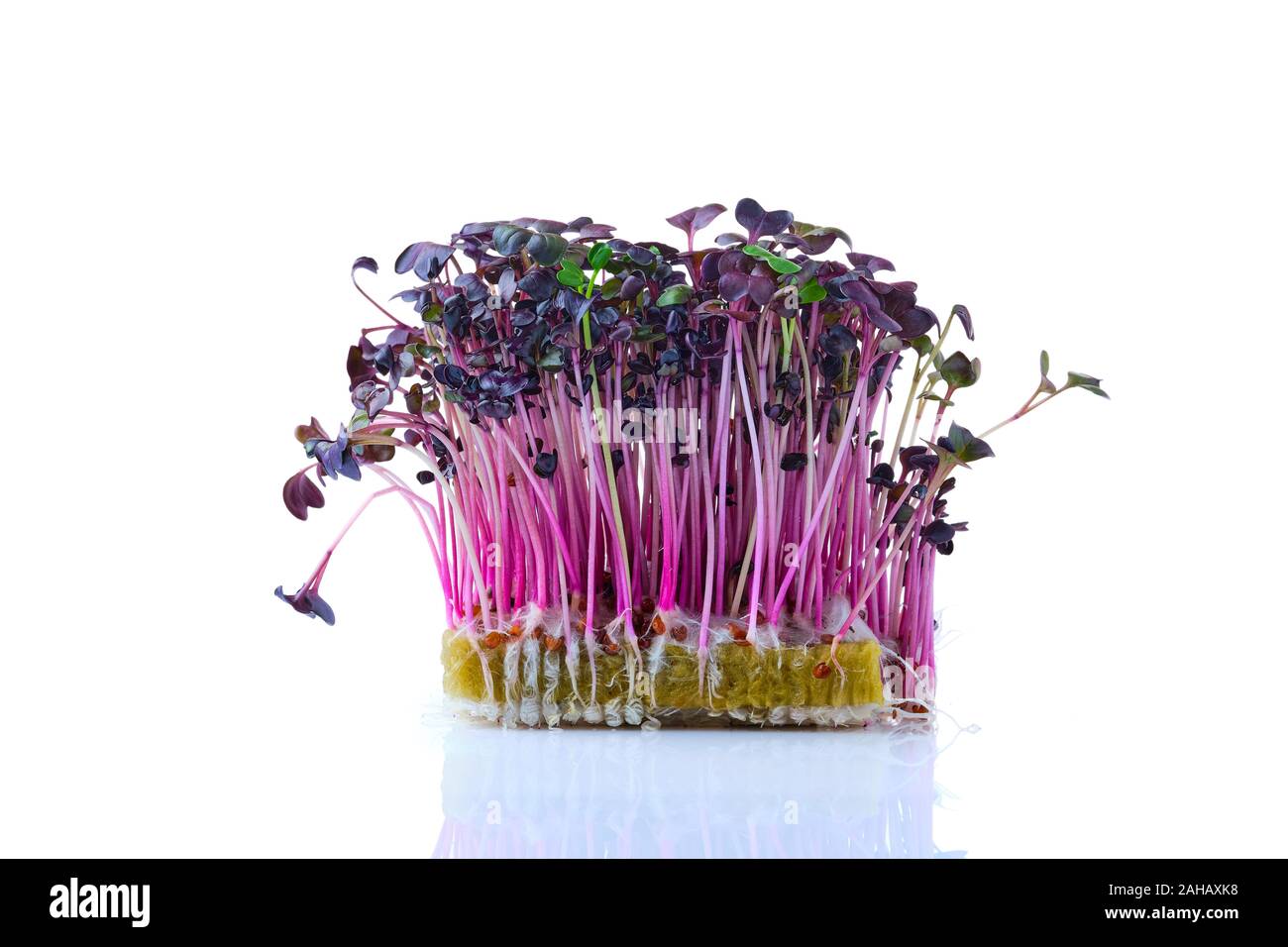 Fresh microgreens. Sprouts of sango radish isolated on white Stock ...