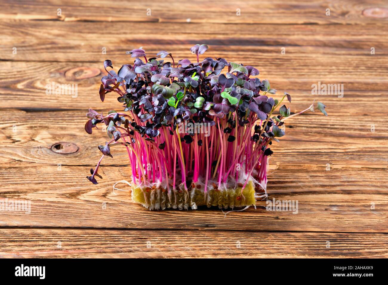 Radish sango seed hi-res stock photography and images - Alamy