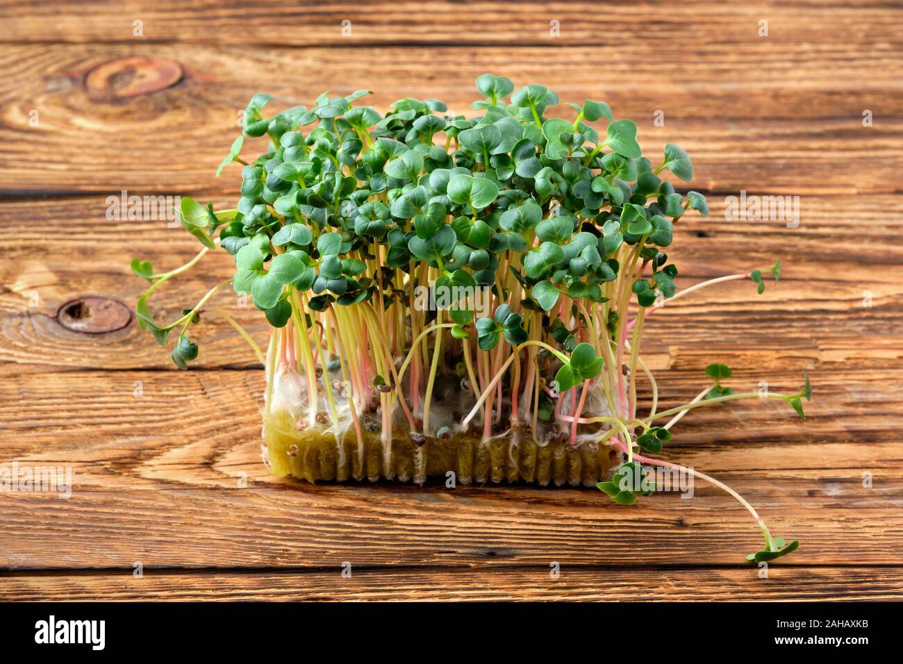 Fresh microgreens. Sprouts of radish daikon on wooden background Stock ...