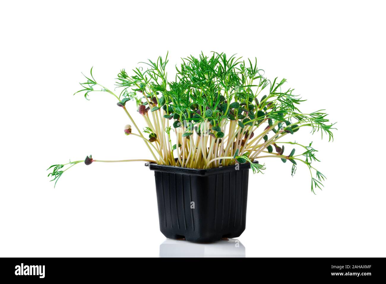 Fresh microgreens. Sprouts of lupine isolated on white Stock Photo - Alamy