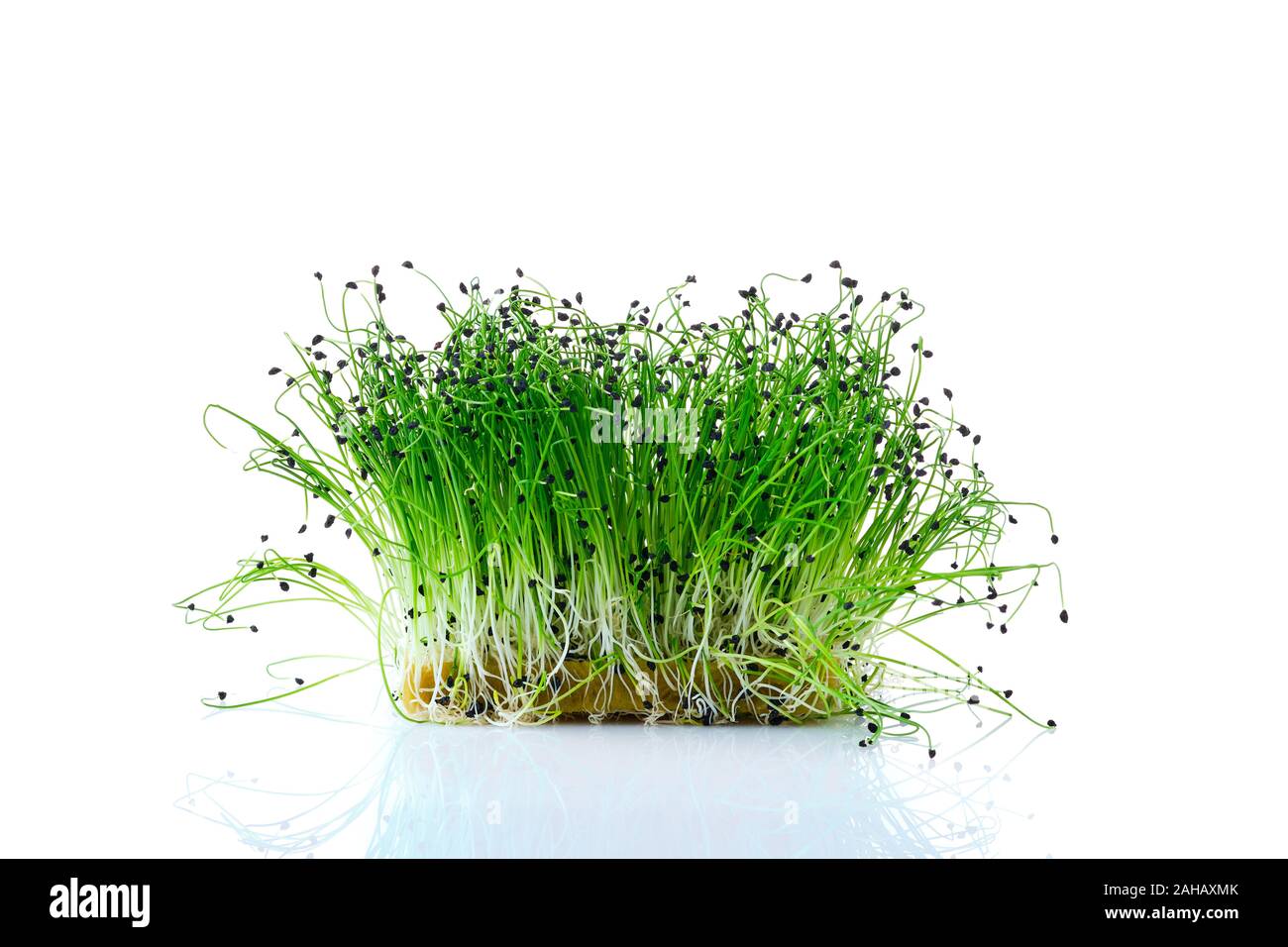 Fresh microgreens. Sprouts of chives isolated on white Stock Photo - Alamy