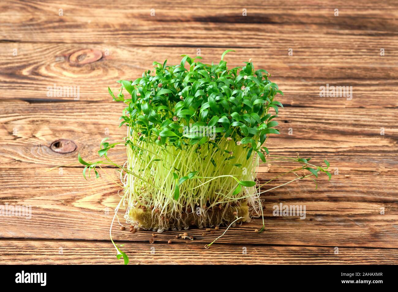 Fresh microgreens. Sprouts of cilantro on wooden background Stock Photo ...