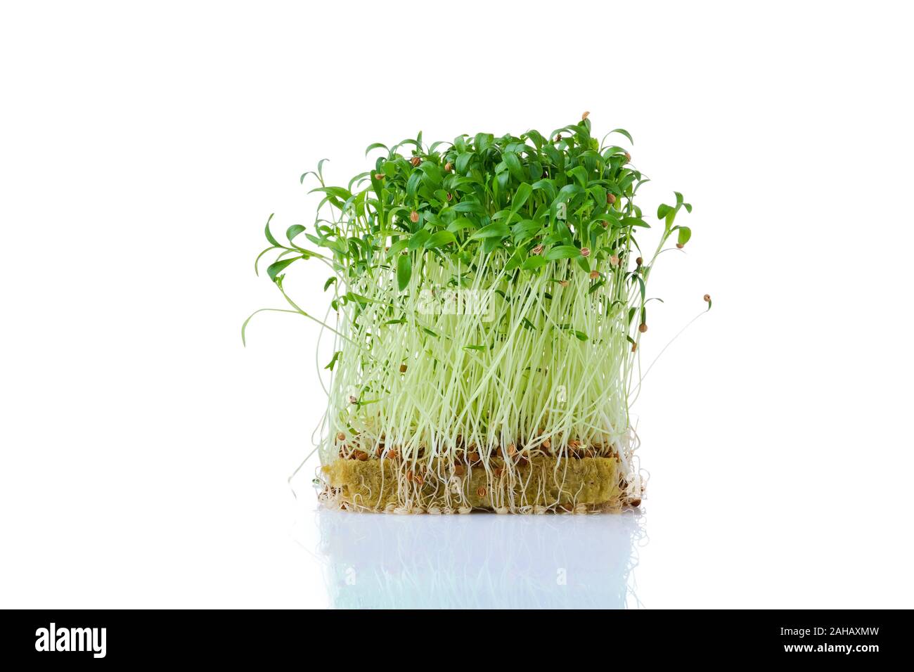Fresh microgreens. Sprouts of cilantro isolated on white Stock Photo ...