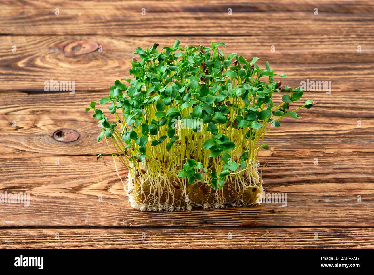 Flax microgreens hi-res stock photography and images - Alamy