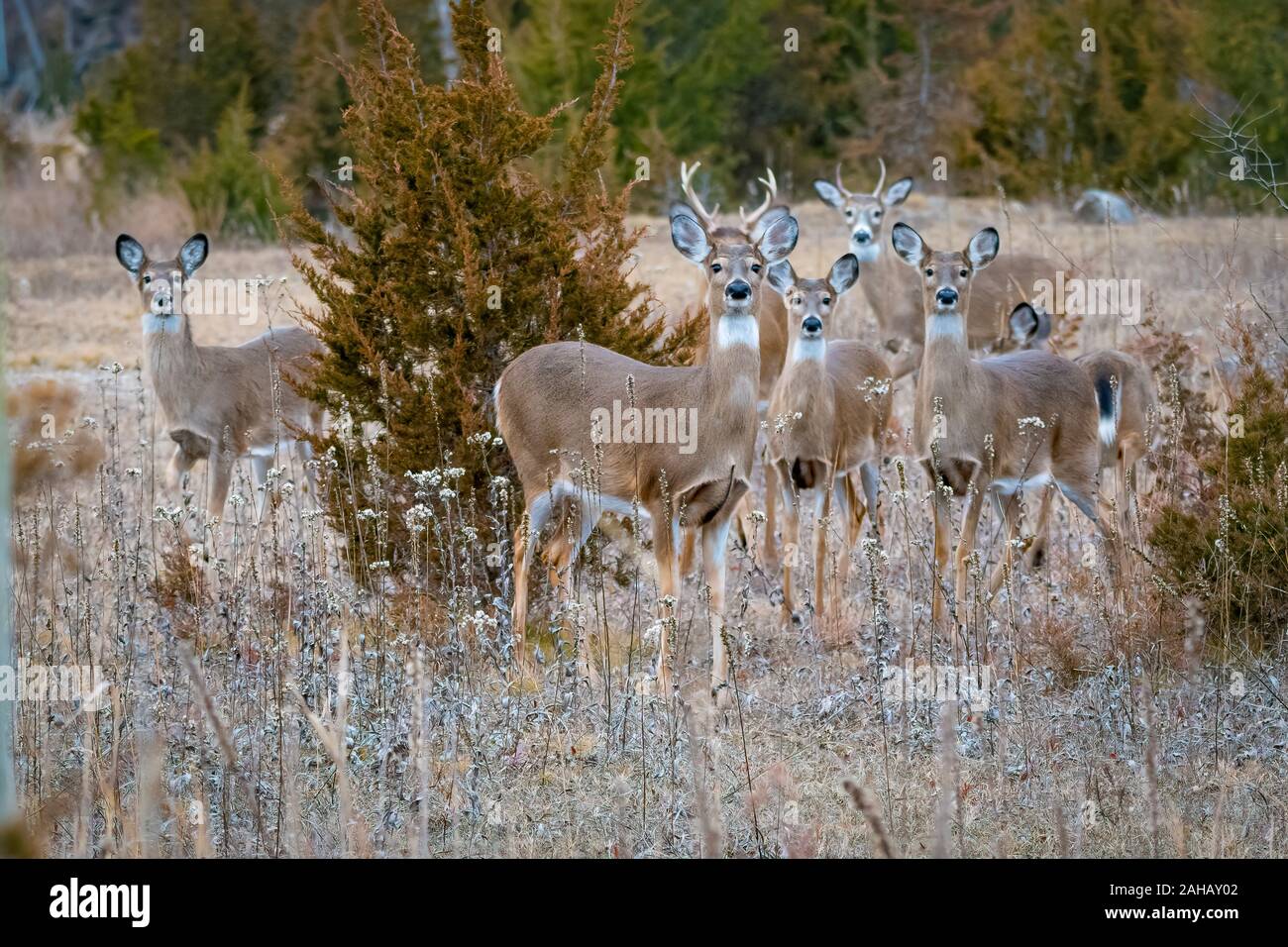 Several deer stop to notice the photographer and stand for a group pose ...