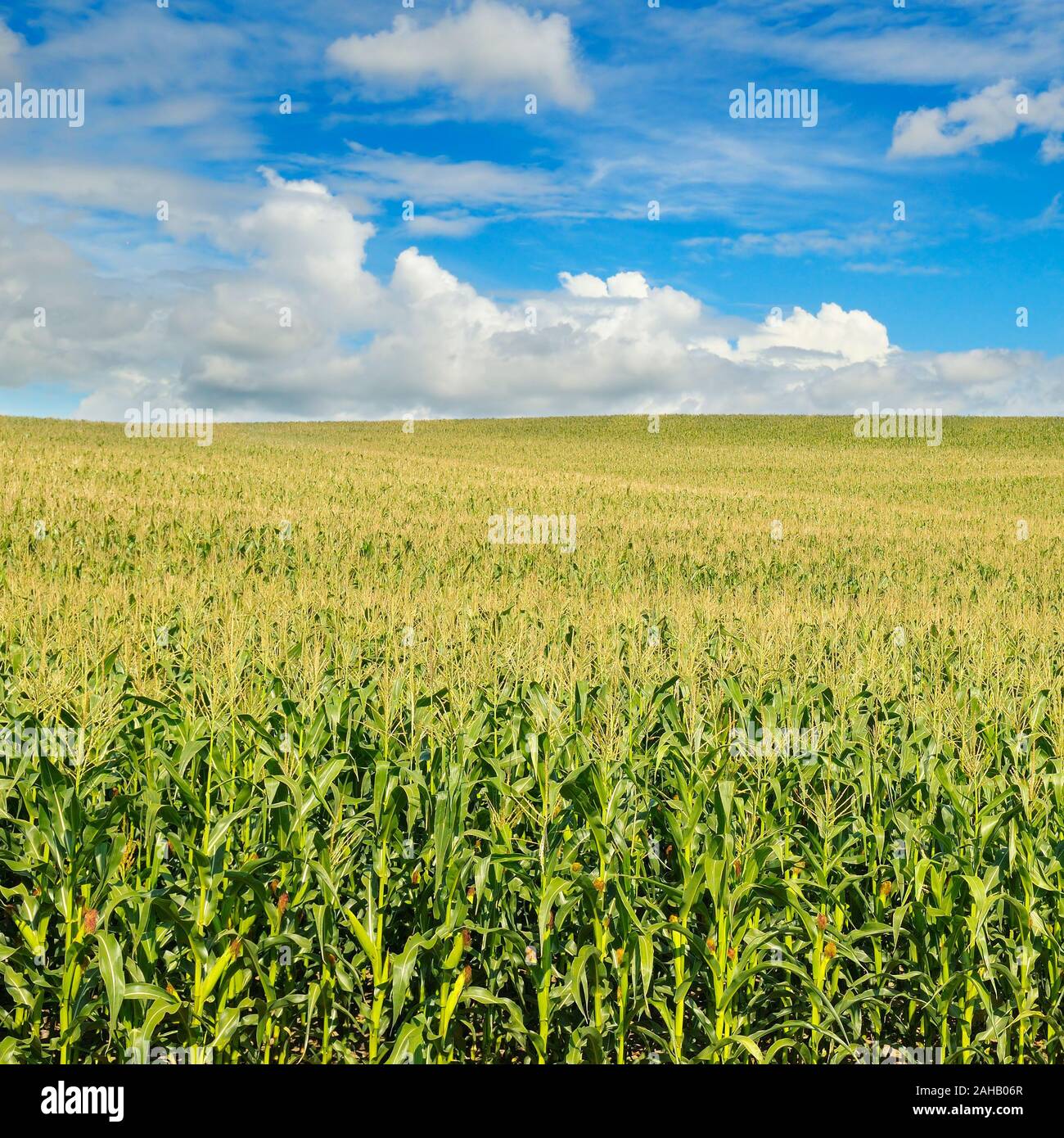 Corn field and blue sky with beautiful clouds Stock Photo - Alamy
