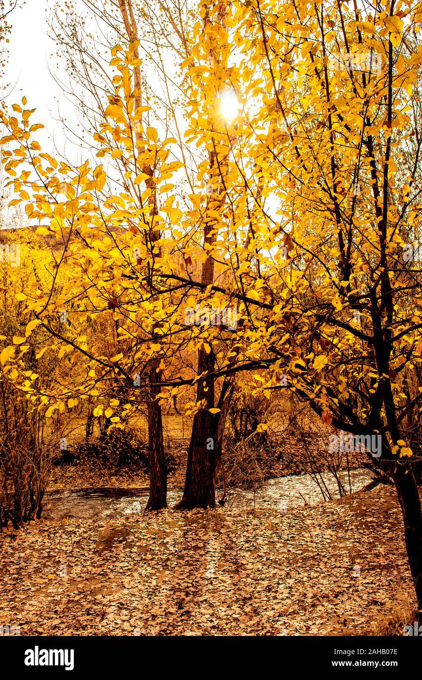 Sycamore tree leaves hi-res stock photography and images - Alamy