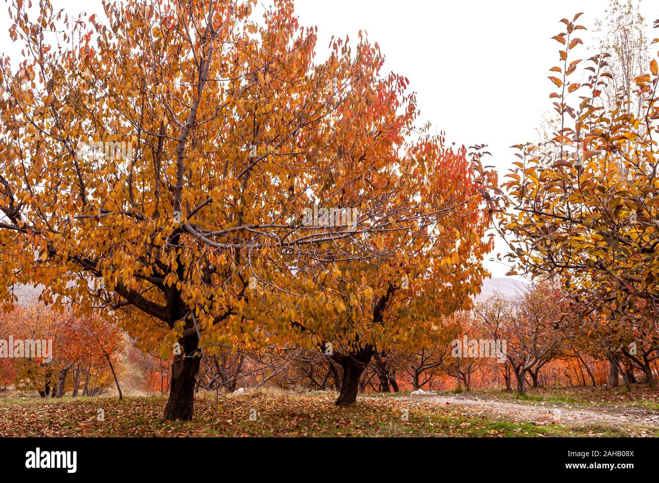 the apple tree leaves in autumn in iran Stock Photo - Alamy
