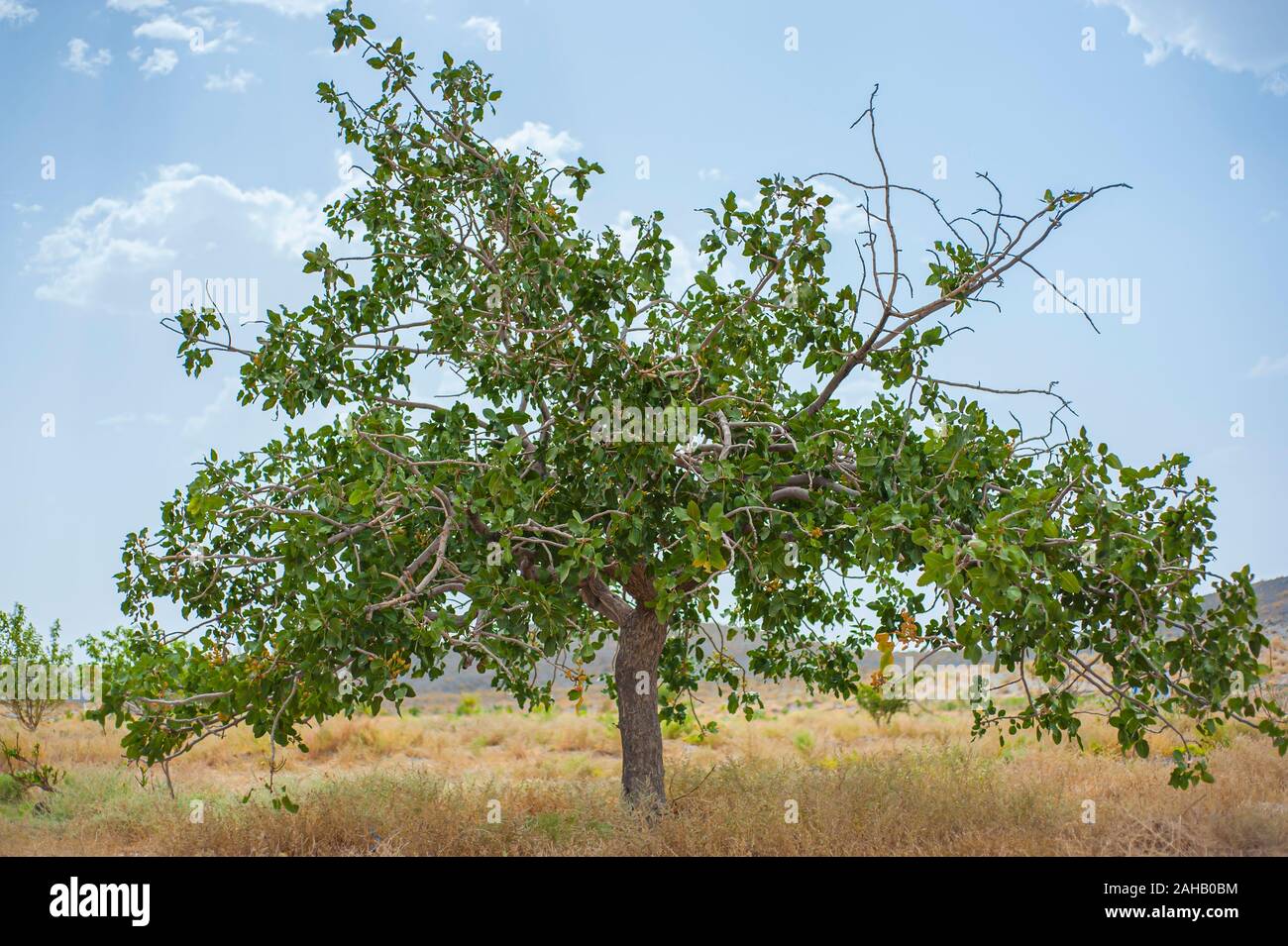 Pistachio nut tree hi-res stock photography and images - Alamy