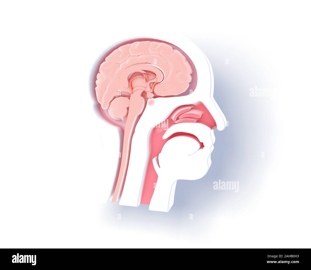 Showing the anatomical interior, ENT. Graphic illustration of realistic ...