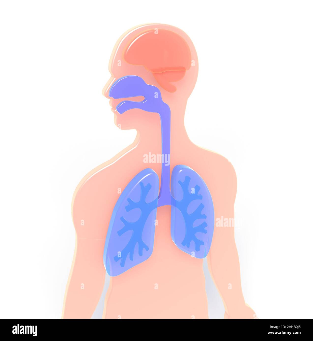 3d illustration, graphic representation of the inside of a human body ...