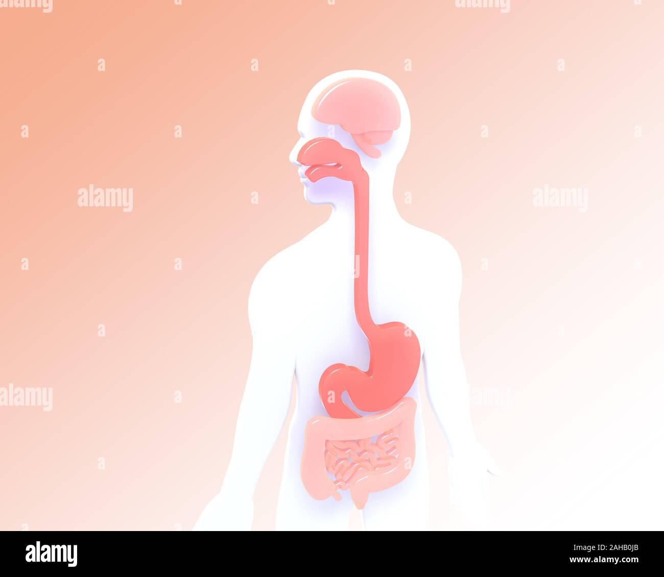Anatomical 3d illustration of the inside of a human body Stock Photo ...