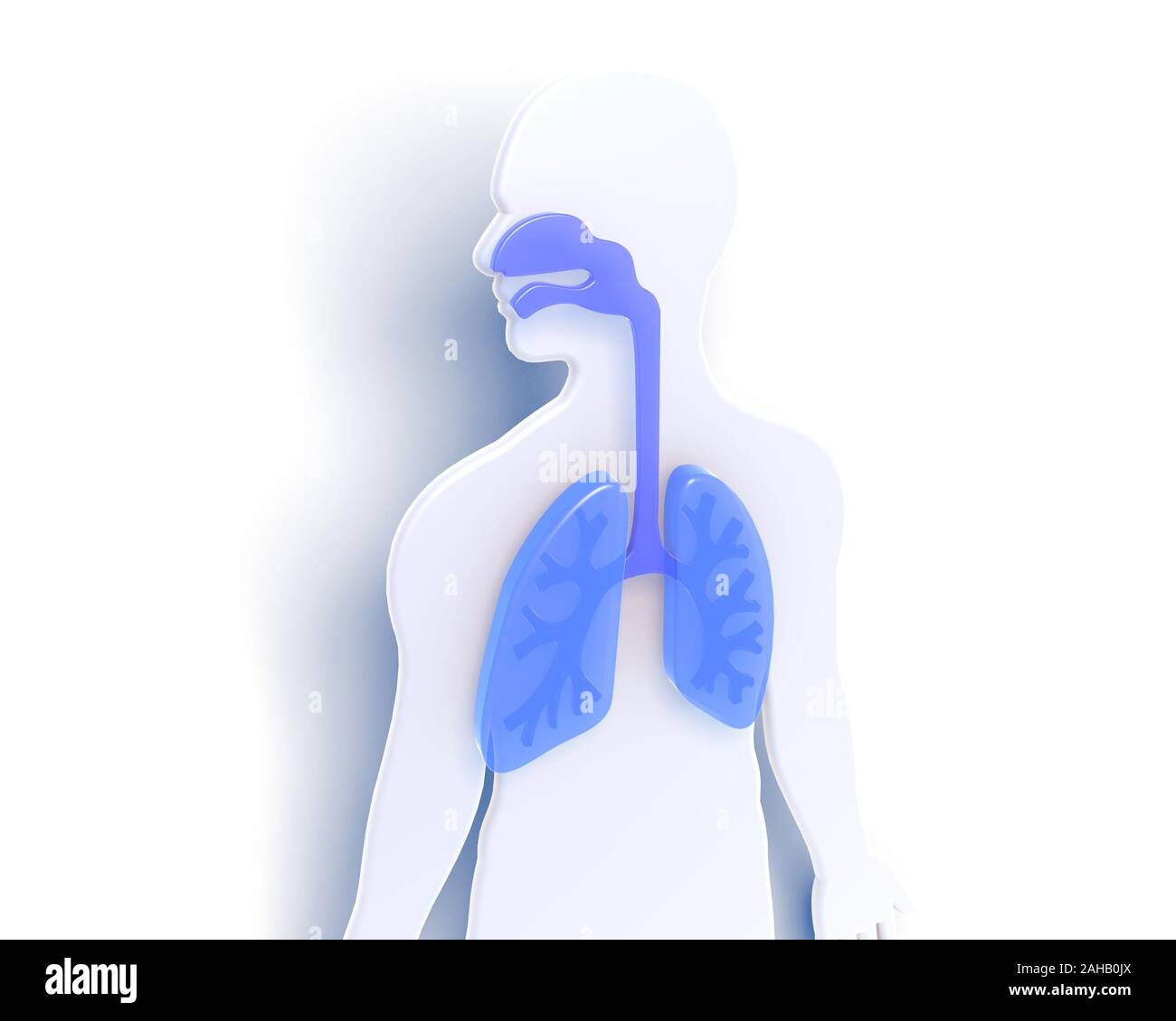 Anatomical 3d illustration of the inside of a human body Stock Photo ...