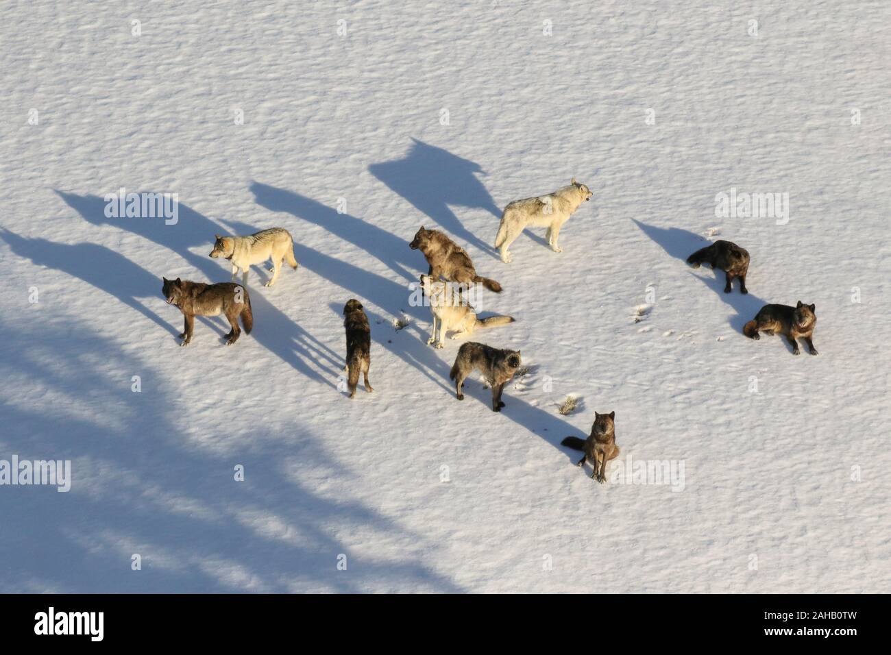 Wolves yellowstone aerial hi-res stock photography and images - Alamy