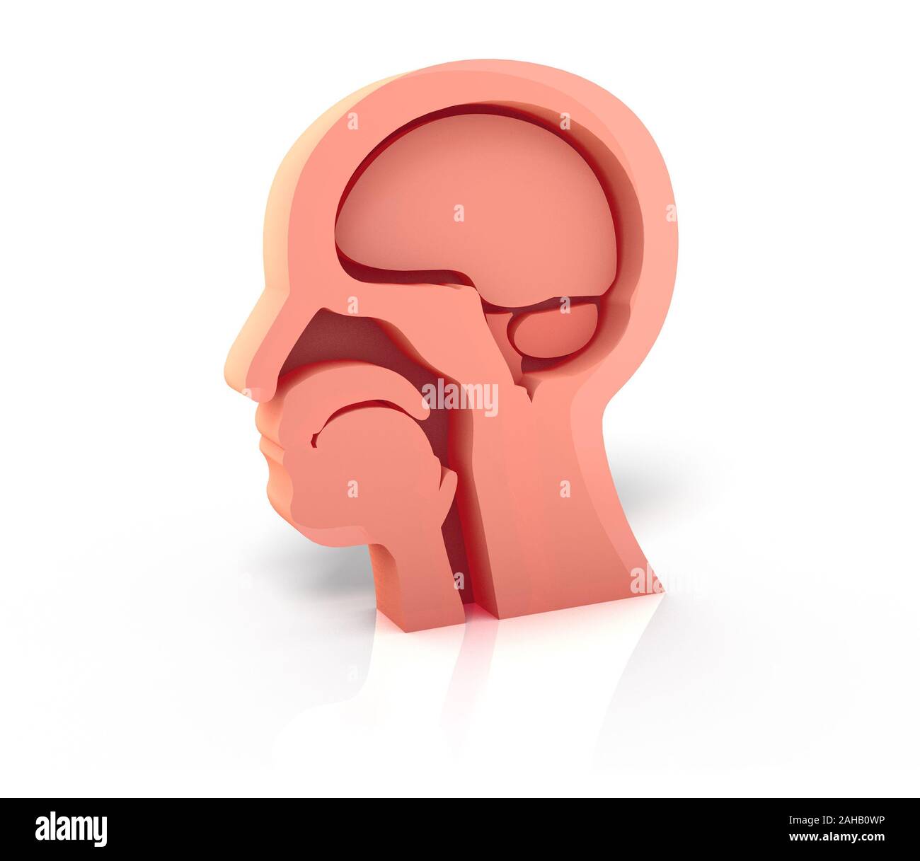 3D illustration of the anatomy of the human head, showing the inside ...
