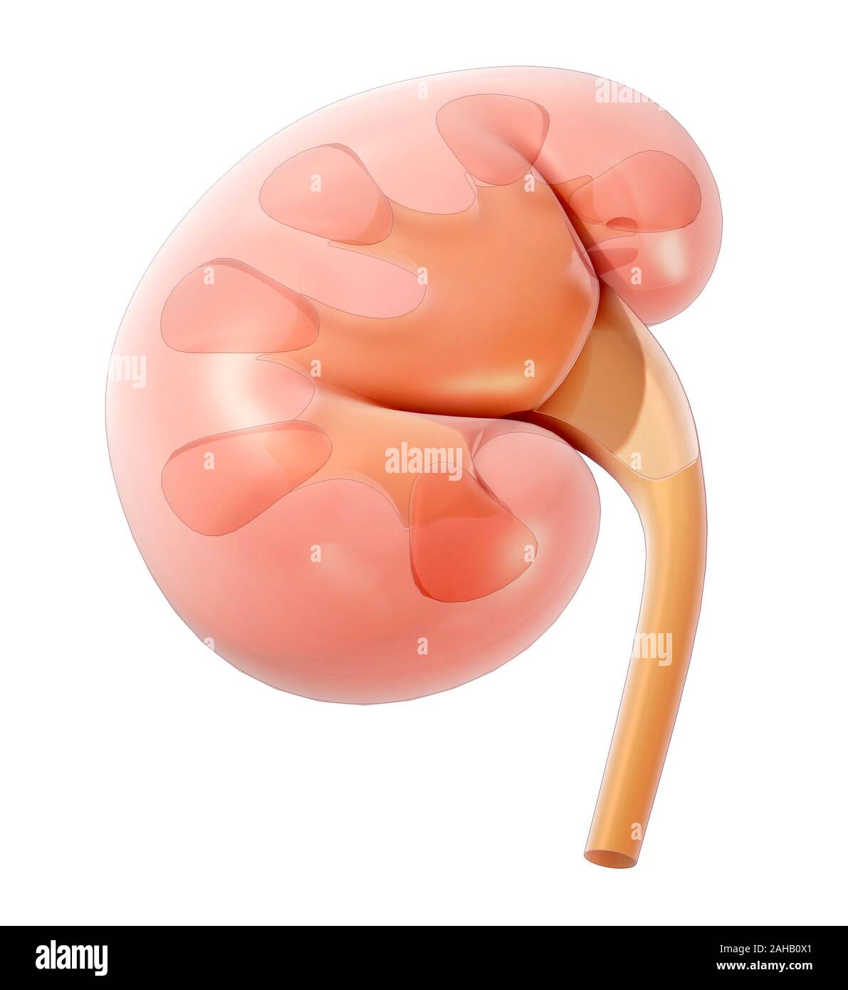 Semi-transparent 3D illustration of the medical anatomy of the kidney ...