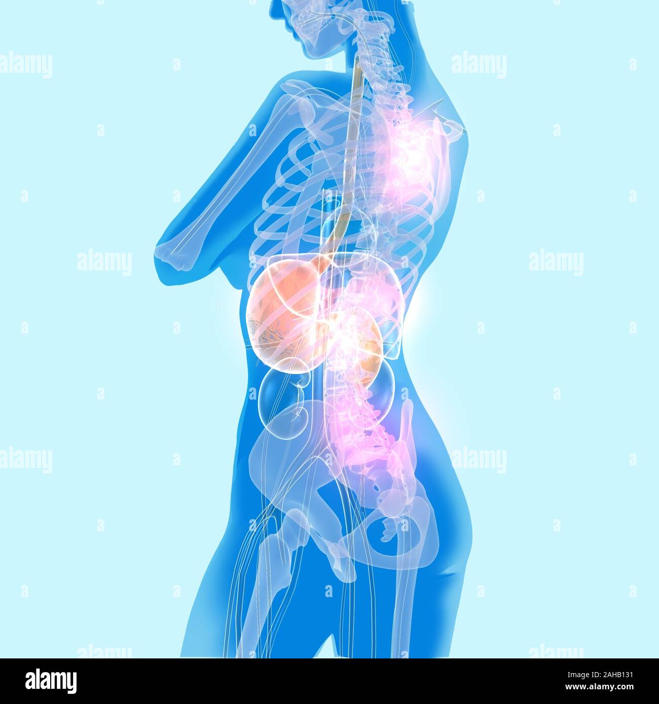 3D illustration internal, transparent luminous organs - anatomical and ...