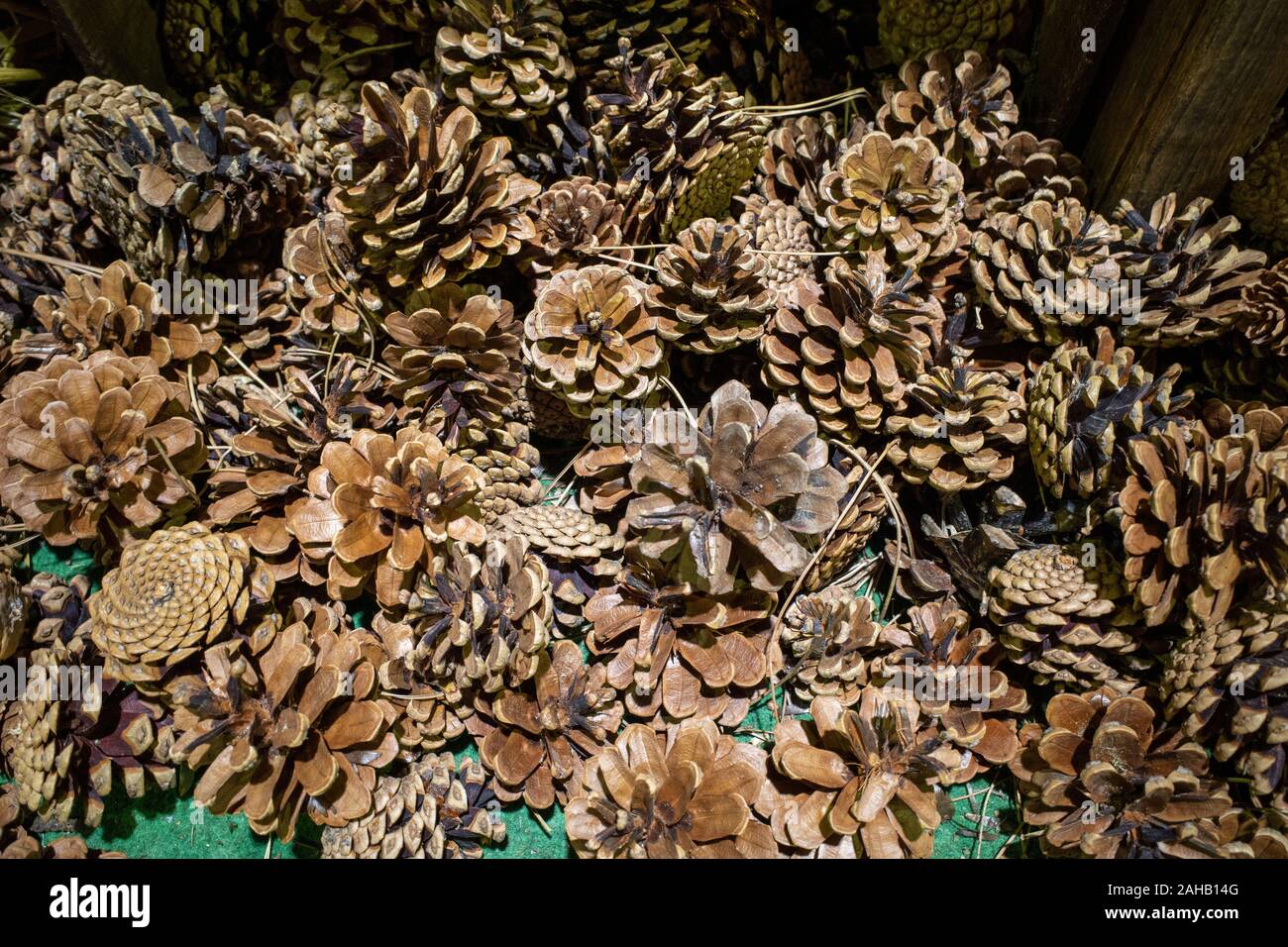 Pine cones spread out hi-res stock photography and images - Alamy