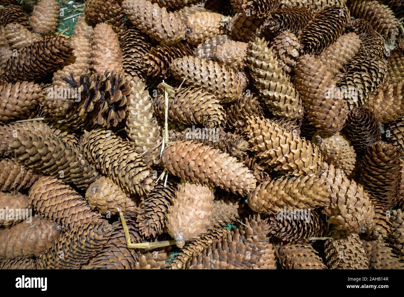 many fir cones are spread out on the ground for decoration Stock Photo ...