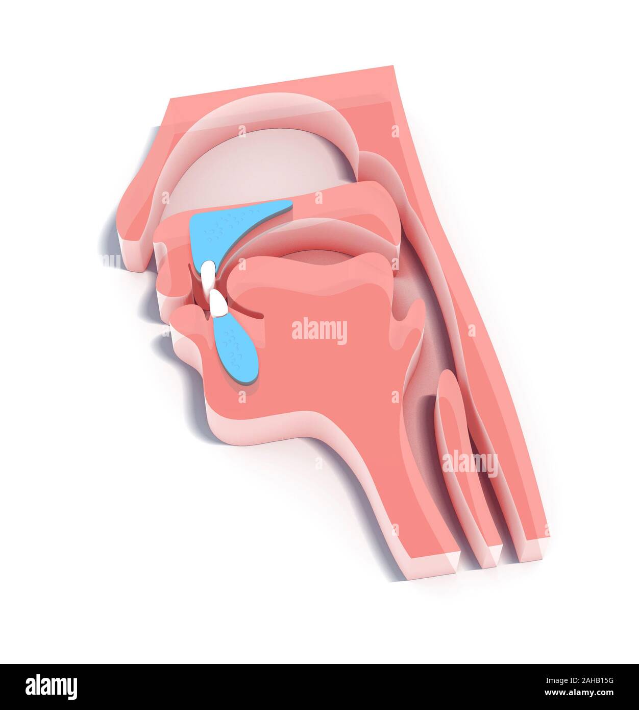 Illustration 3D human head emptied, otorhinolaryngology ENT. Image ...
