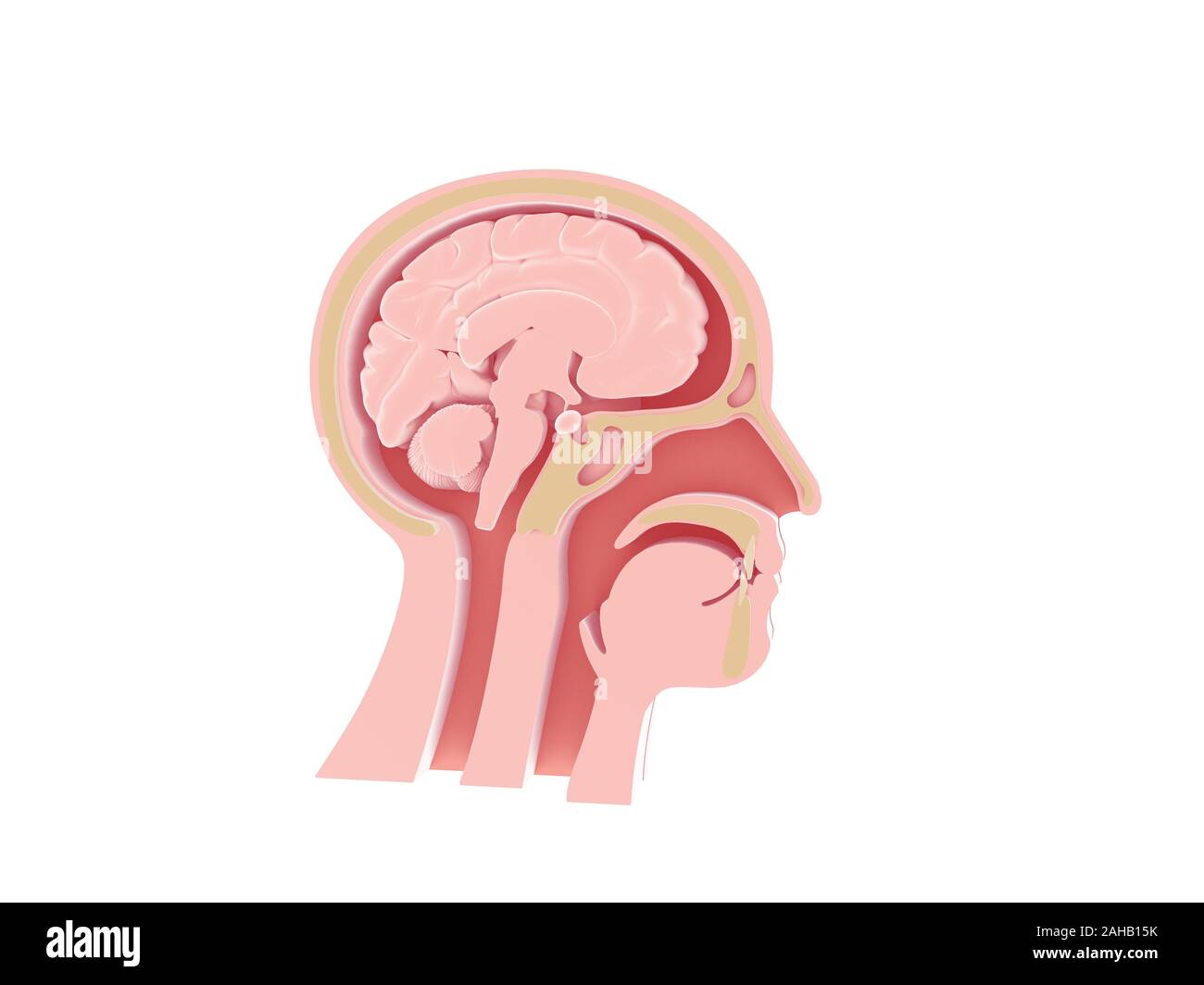 Enlarged image 3D of anatomical illustration of the empty human head ...