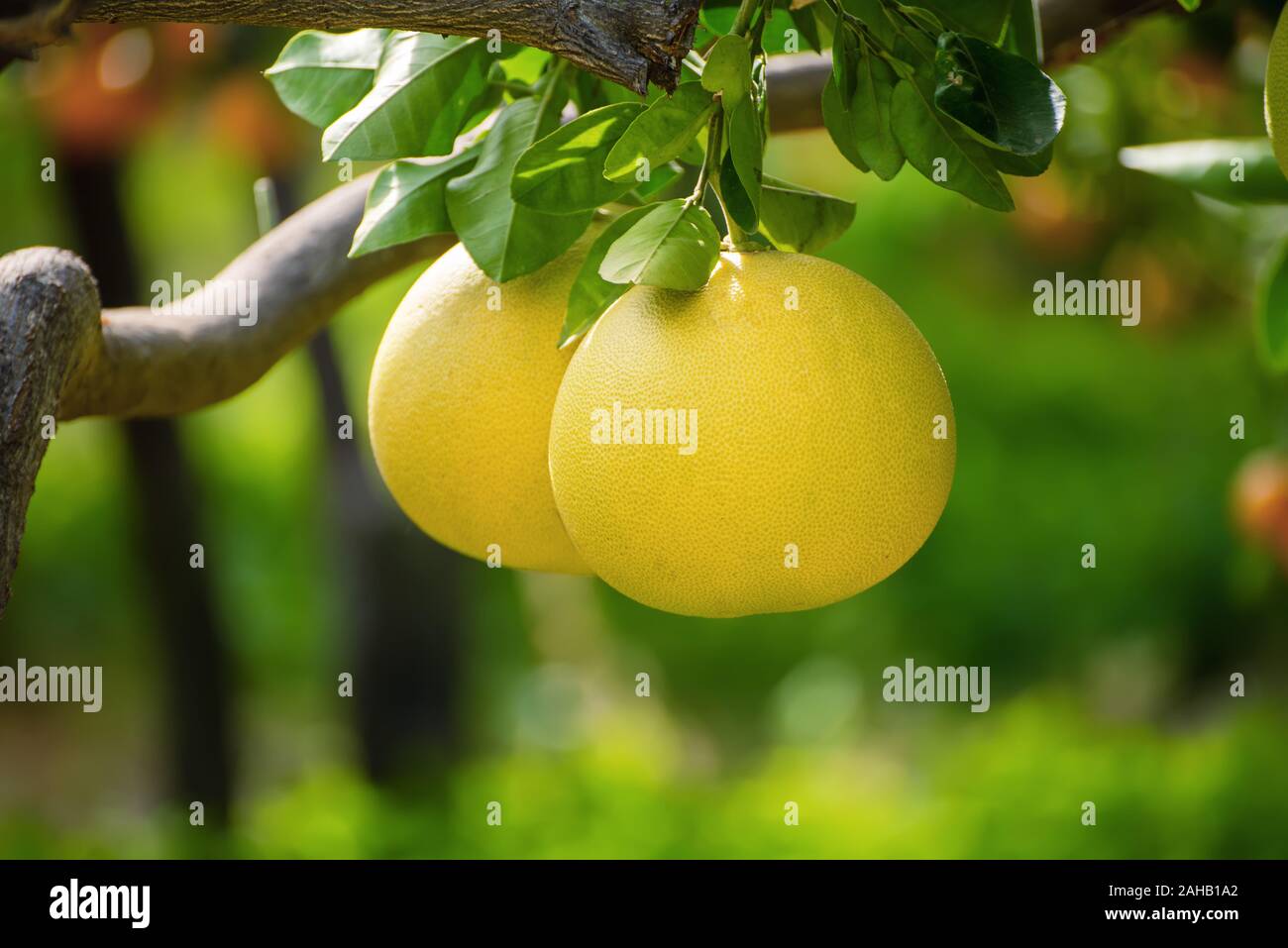 Pomelo fruit trees hi-res stock photography and images - Alamy