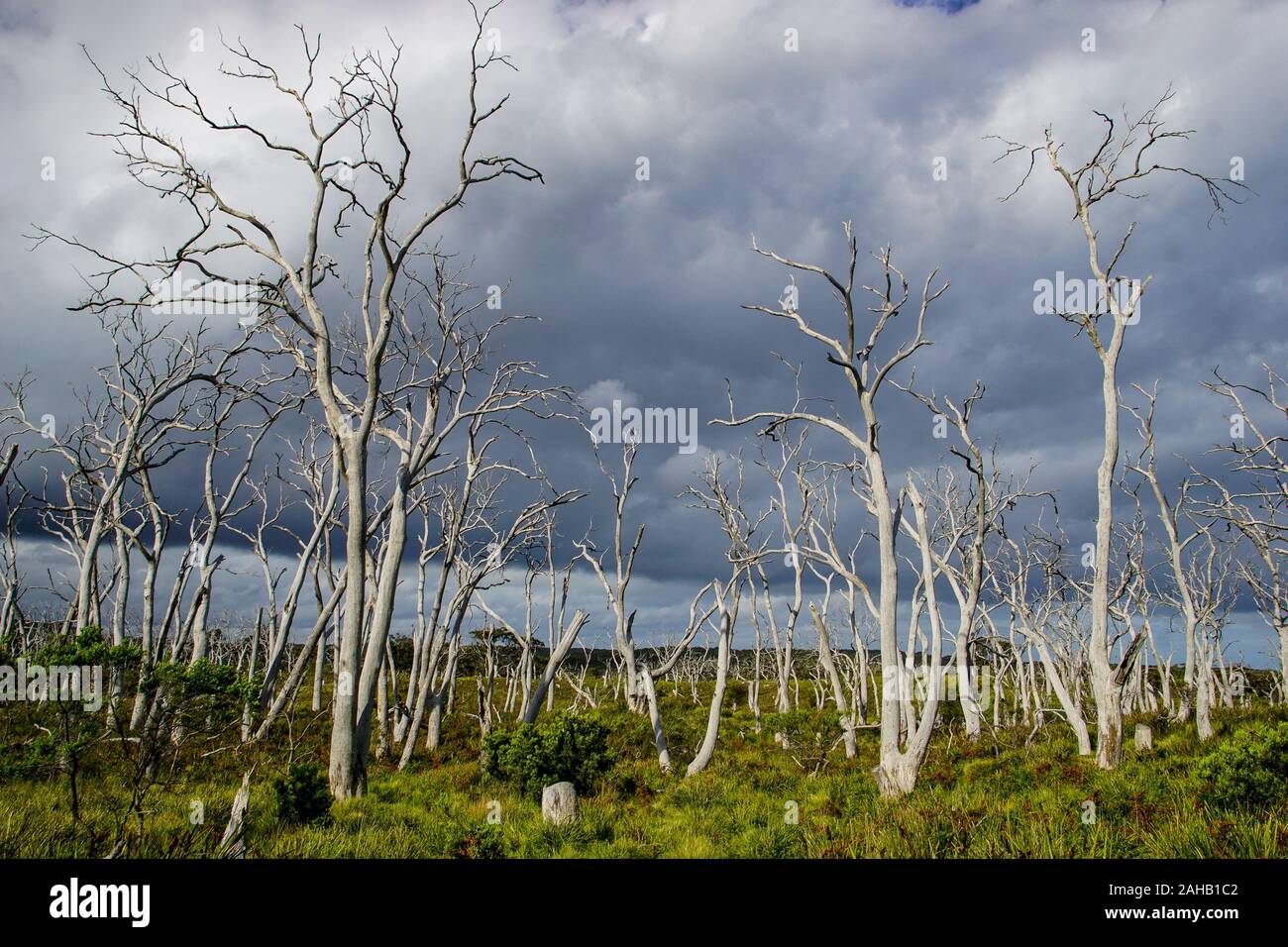 Trees woods stormy sky hi-res stock photography and images - Alamy