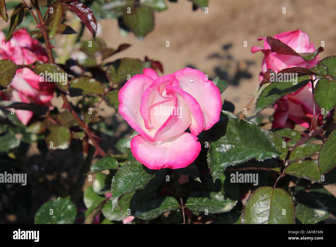 Rose flower in summer in Hokkaido, Japan Stock Photo - Alamy