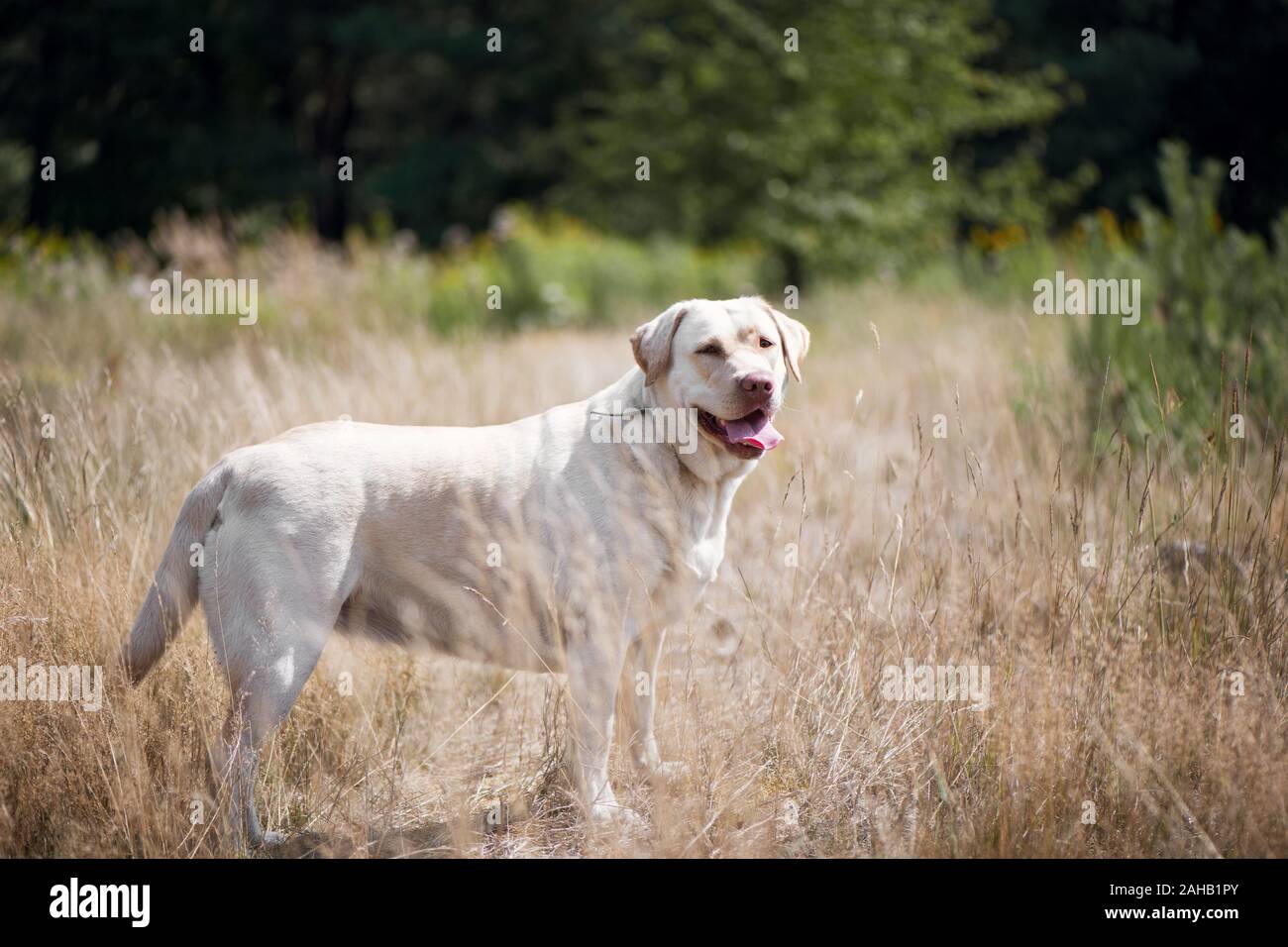 Cheerful active yellow labrador retriever standing on lawn Stock Photo ...