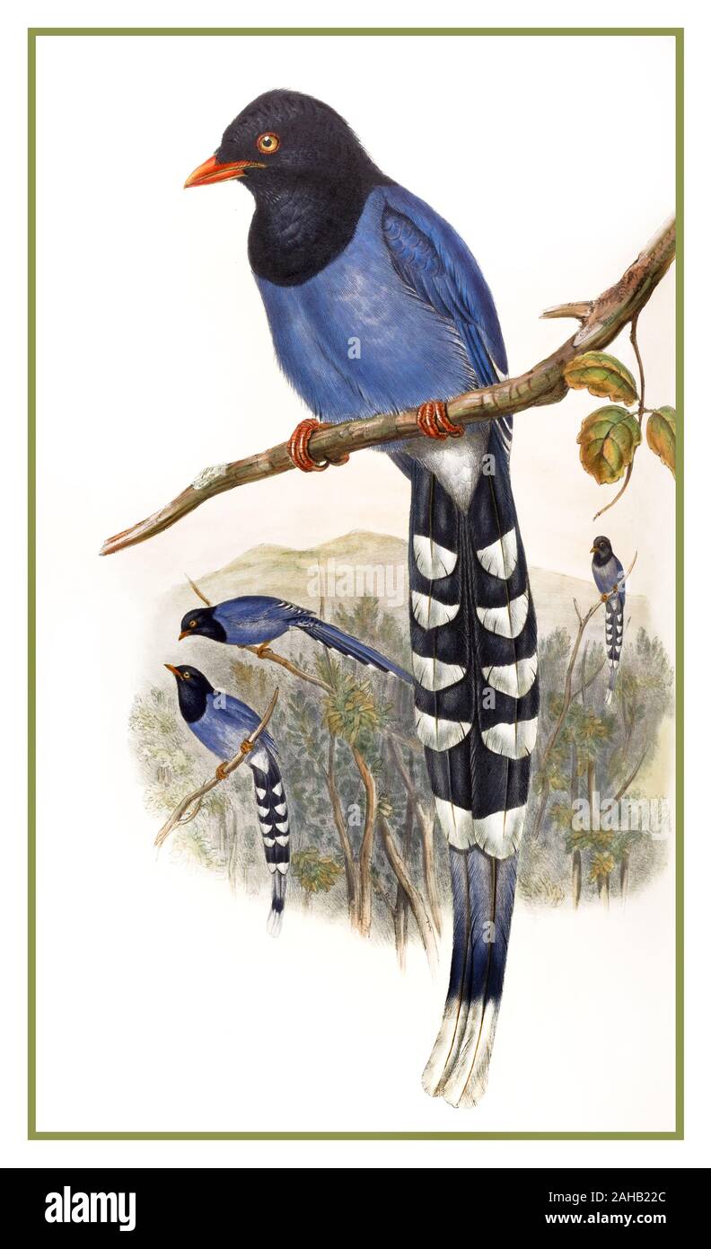 Vintage 1800's illustration Urocissa caerulea, Gould Formosan Blue Pie ...